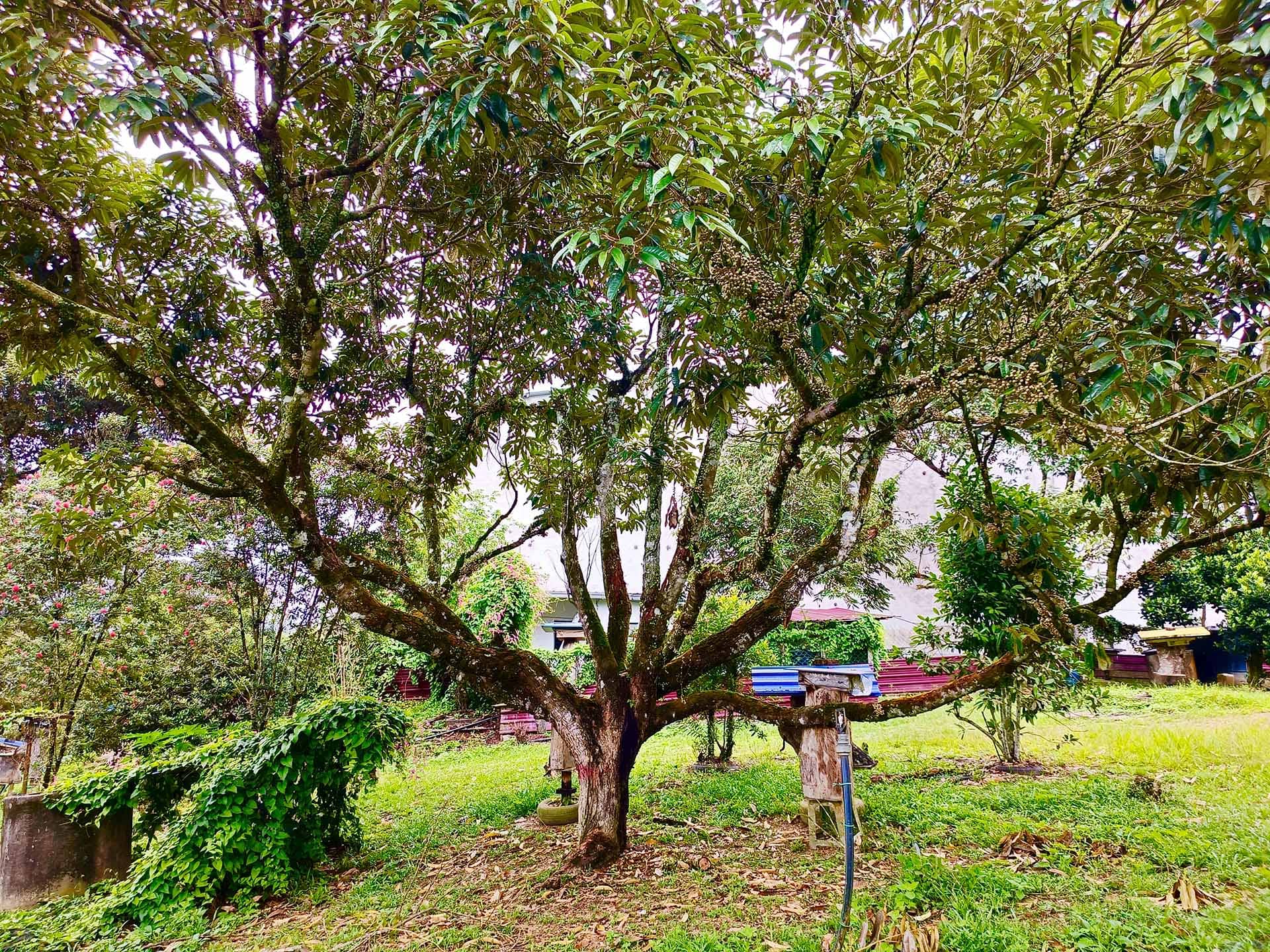 Mantin Seremban 7 Acres Durian Orchard - Property Listing | Industrial ...